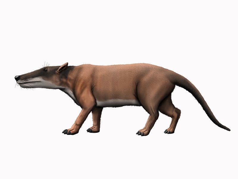 The Land-Living Ancestors of Whales | by Precambrian Tales | Monotreme ...