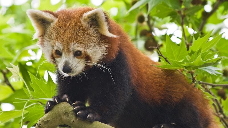 How big is the biggest red panda? - Sweeny jane - Medium