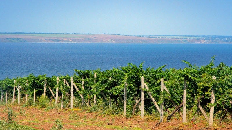Wine Against the Background of the Coast. Mykolaiv Region on the Wine ...