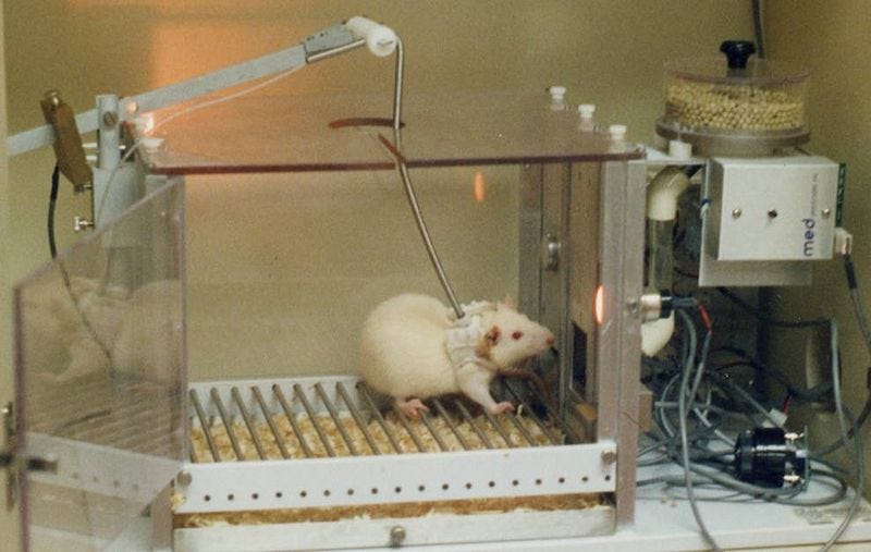 PharmTox Lab Rats Volume 5: Pain Science Behind the Scenes | by Julie ...