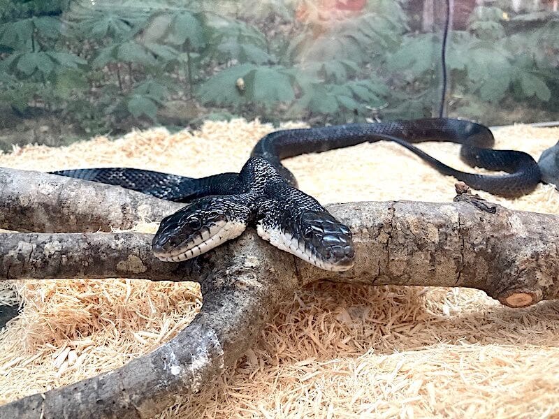 See a Two-Headed Snake in Cape Girardeau | by Todd Smith | May, 2023 ...