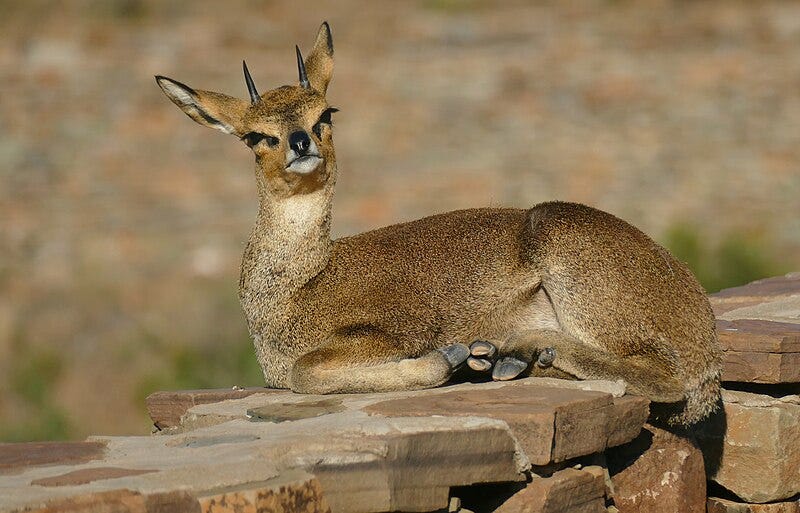 Klipspringer: A Mountain Antelope | by John Welford | May, 2023 | Medium