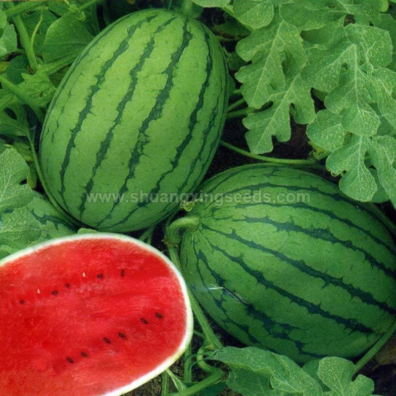 How to Grow Watermelon Well?. Third, field cultivation | by ...