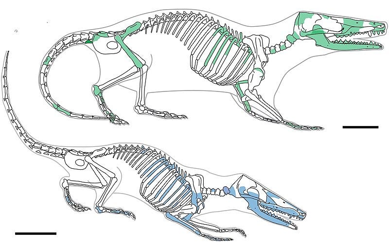 Musings on docodonts, monotremes and others | by Carlos Albuquerque ...