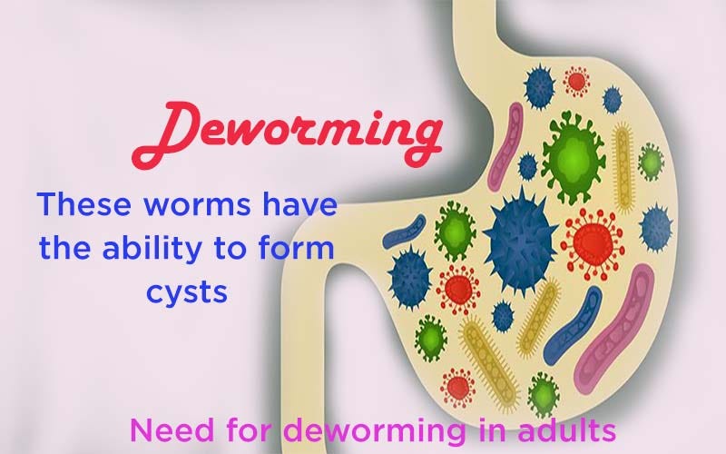 Adults, please DEWORM!. Worms can cause cysts in the liver and… | by Victoria Mends | Mar, 2024 ...