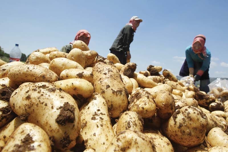 Unlocking the Potential of Pakistani Fresh Potatoes for Export: | by ...