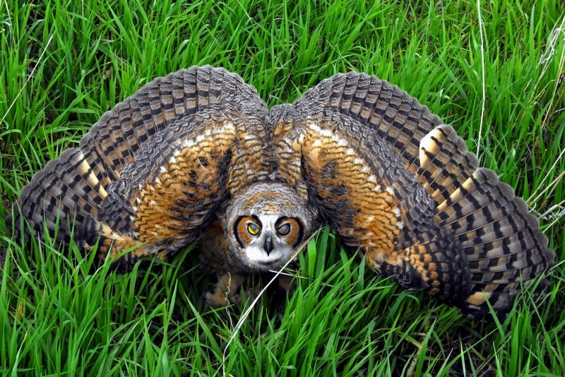 Why do owls attack humans? - Sweeny jane - Medium