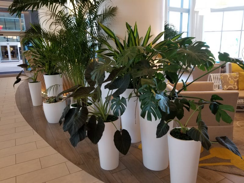 Shop Now The Best Live Plants Florida — PLANTZ - PLANTZ - Medium