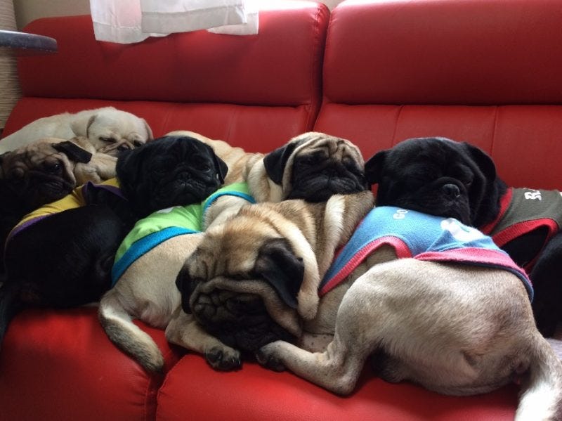 Pug Meet-Ups | by Steve Brown | Medium