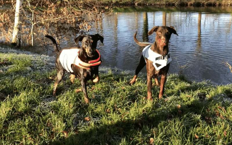 5 Best Dog Life Jackets for Paddle Boarding | by Max Kuch | May, 2024 ...