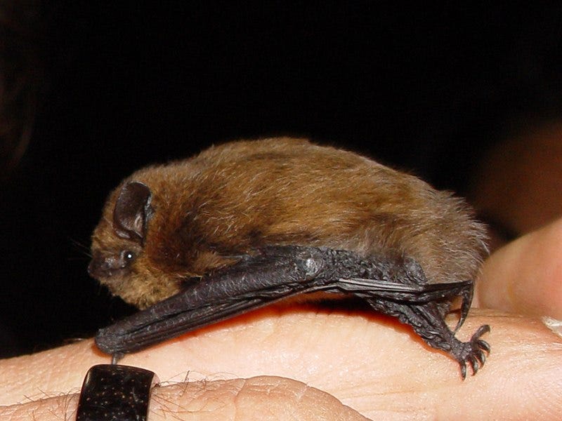 Common Pipistrelle Bat. The UK’s smallest bat is bad news for… | by ...