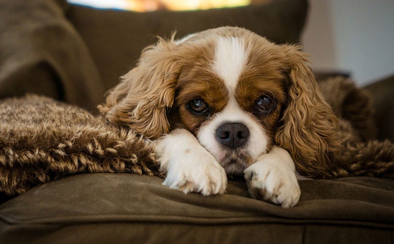 All You Need to Know About Cavalier Puppies - Bellers Puppies - Medium
