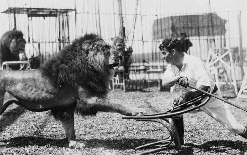 Lion Tamer Whip And Chair