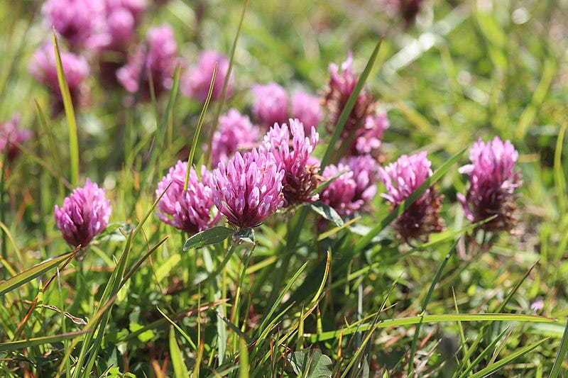 Red Clover. A common plant of pastures and… | by John Welford | Medium