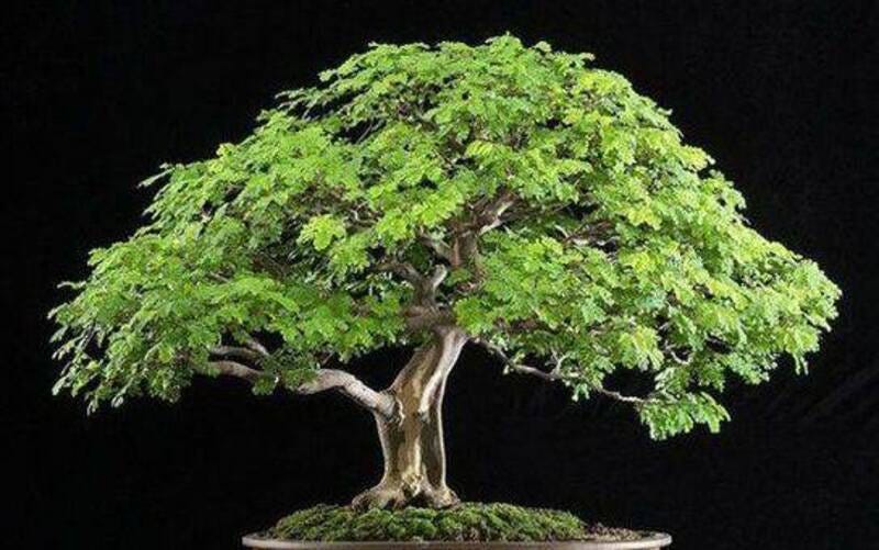 Brazilian Rain Tree Bonsai: A Symbol of Strength and Resilience | by ...
