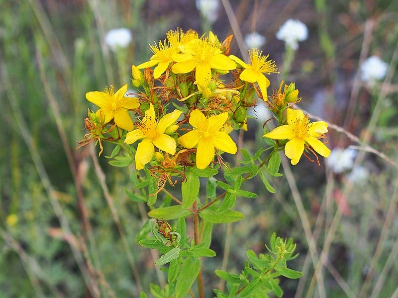 Common St John’s-Wort. This plant was used medicinally in the… | by ...