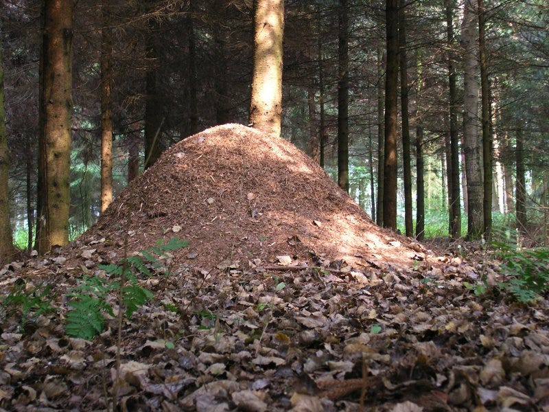 Anthill. Bombard mine own anthill nay thee… | by Fahsai (Nattakrita) S ...