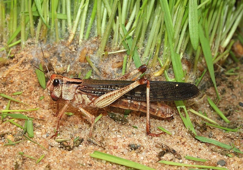 Anti-Pest Flowers & Plants to Prevent Locust Attacks (Locusta ...