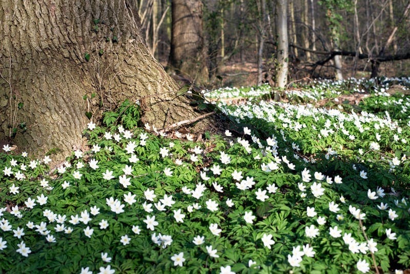 Native Plants for New Jersey Landscapes — Going Native | by Sponzilli ...
