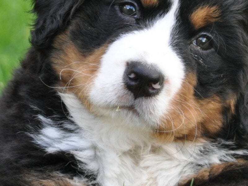Why Do Dogs Have Whiskers?. DOGS | by Shili Imed | Medium