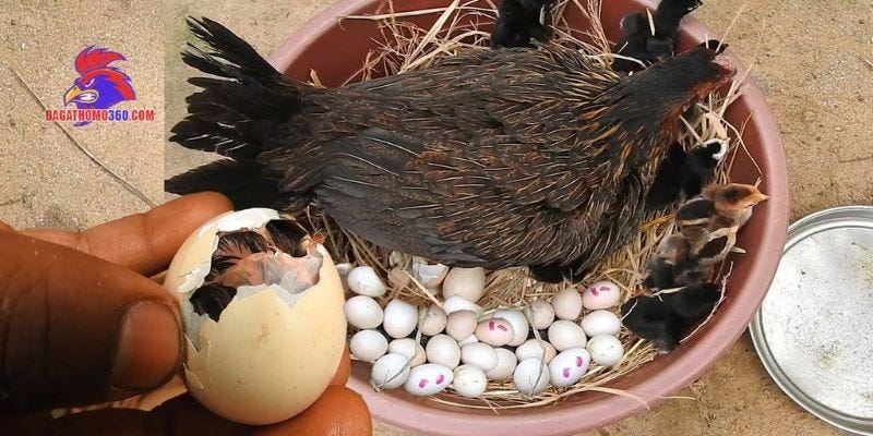 ga bi yeu chan. Nguyên nhân gà bị yếu chân — Cách điều… | by ...