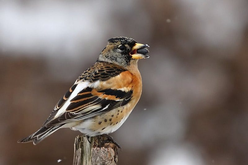 Brambling. A migratory finch | by John Welford | Gardening, Birding ...