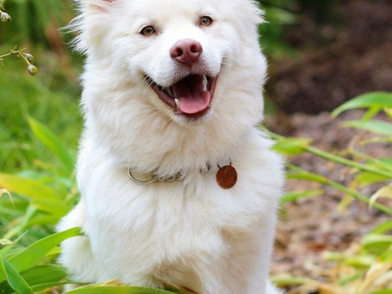 Zeke Great Family Dog?. The adorable zeke the wonderful family… | by ...