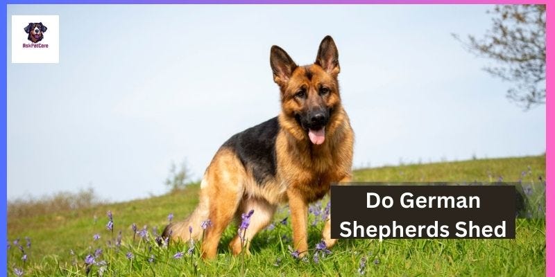Do German Shepherds Shed: A Complete Guide - Dr.Arif Aziz - Medium