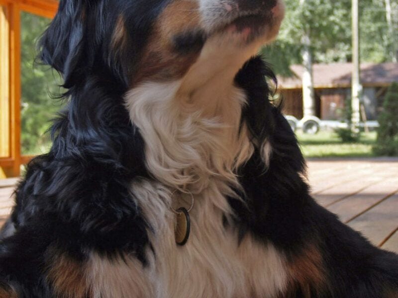 Why Is My Dog Not Eating?. Loss of appetite (anorexia) or a… | by Shili ...