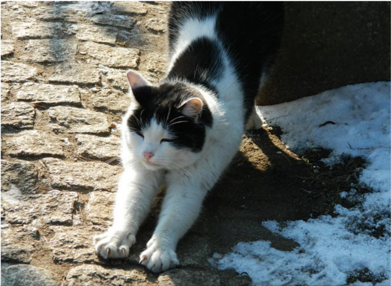 Posture Lessons Learned from Cats | by Esther Gokhale | Medium
