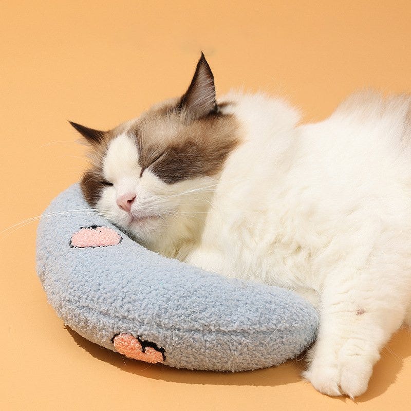 Creating the Perfect Cat Haven: A Guide to a Happy, Safe, and Enriched ...