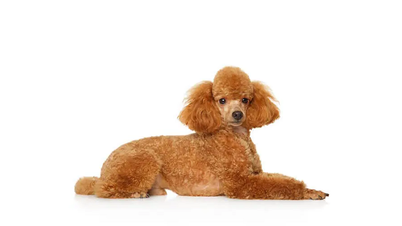 Barbone Nano, razza canina - petchannel.eu - Medium