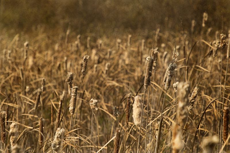 The Swine Hunt. Flash Fiction by Pamela Ebel | by The Yard | Oct, 2023 ...