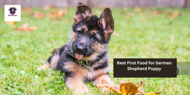 Best First Food For Your German Shepherd Puppy: Dr Own 99 Tips - Dr.Arif Aziz - Medium
