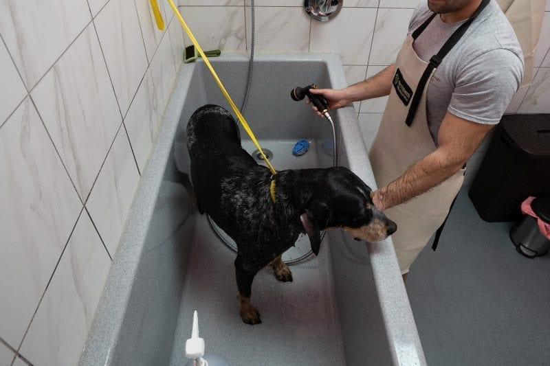 How to Make the Most of Self Serve Dog Washes in Raleigh | by Dirty ...