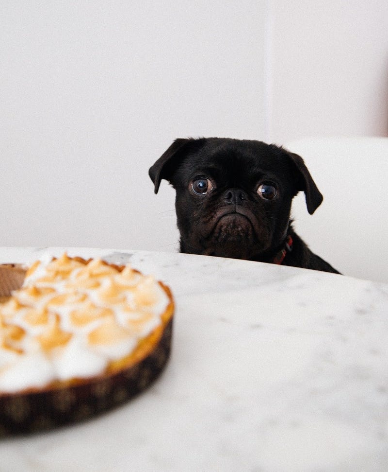 10 Tips to Take Your Pet Photography to the Next Level | by Alexander ...