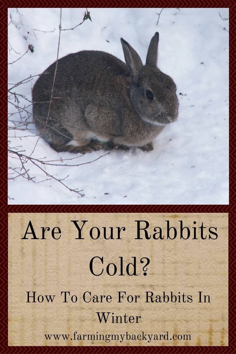 Rabbit Cam App | by coopgame | Medium