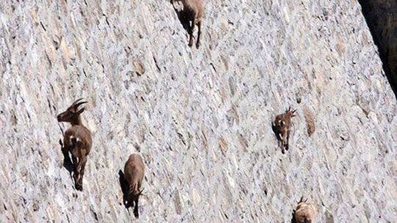 Do goats ever fall off mountains? - Sweeny jane - Medium