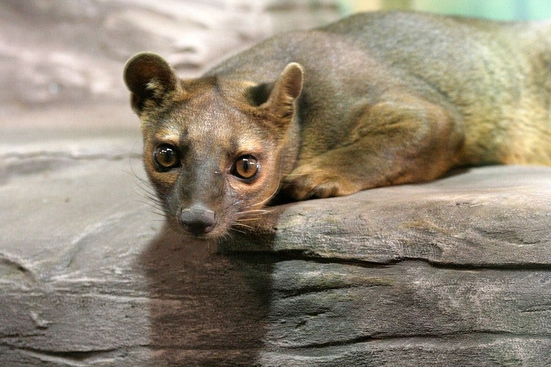 Fossa. An endangered animal, this is… | by John Welford | Medium