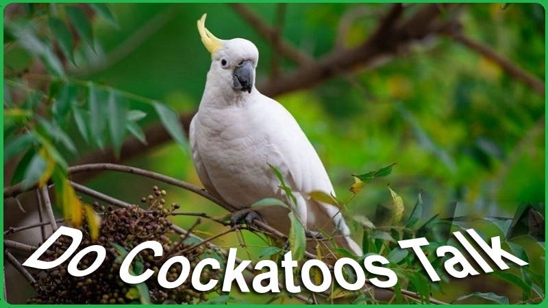 Do Cockatoos Talk? Talking Abilities of Cockatoos | by Amelia Kosh ...
