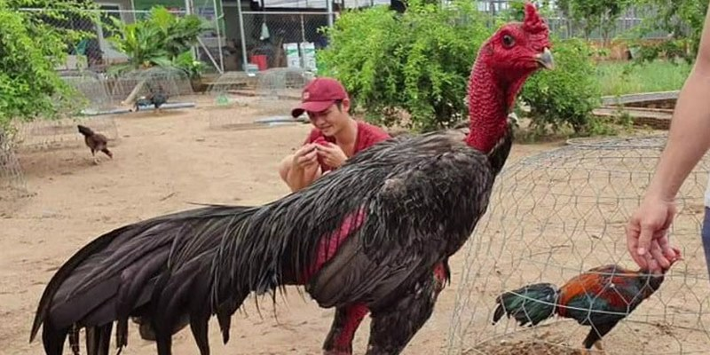 Ban ga noi don 4kg. Bán gà nòi đòn 4kg anh em có nên mua… | by ...