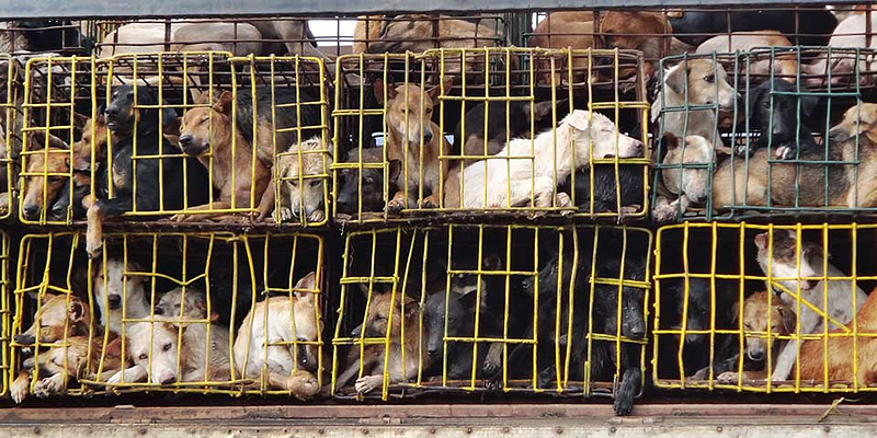Consequences of Stray Dogs Overpopulation in Asia | by Don Gochi | Medium