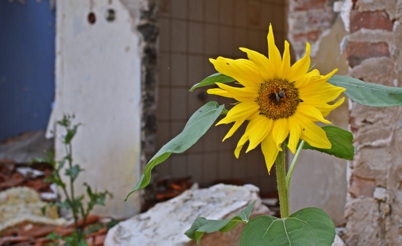 Amidst the Rubble, Flowers Grow. The promises we make and the songs we ...