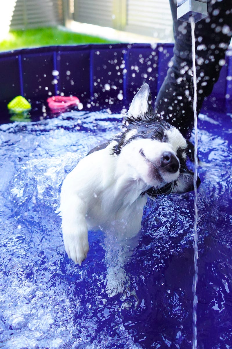 Fish Dog. Mooi is an adorable dog who loves… | by Mooi The Corgi | Medium