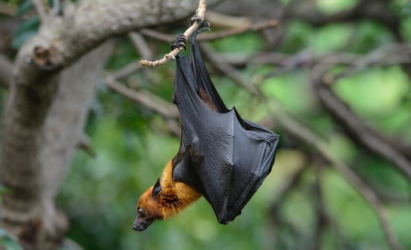 How Bats Can Have Deadly Diseases Without Dying | by The Good Men ...