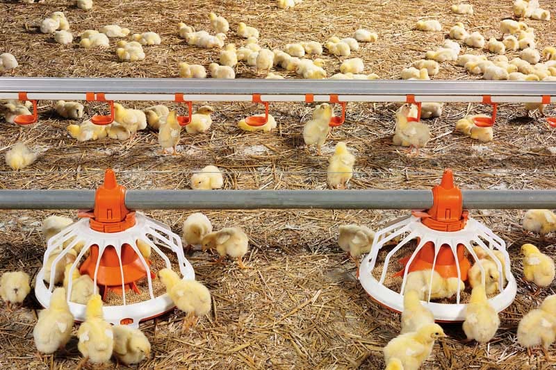 Discover The Benefits Of A Cage Free Chicken House | by Lijiongsheng ...