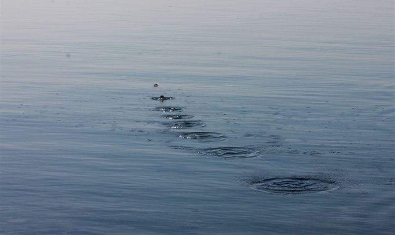 The Strange World of Competitive Stone Skimming: Skipping Rocks to ...