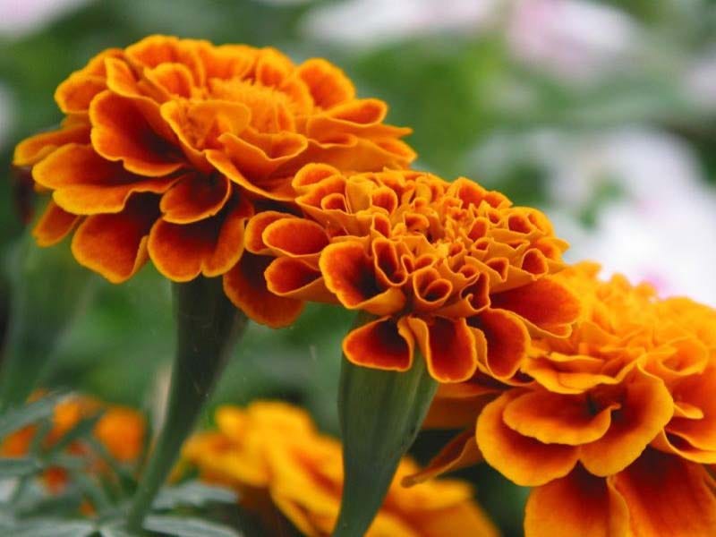 Marigold Flower Extract Zeaxanthin | by Staherb Natural Ingredients ...
