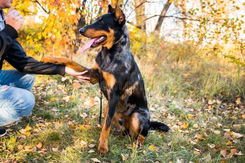 How my dog and car became my best financial advisors | by Nicolas ...
