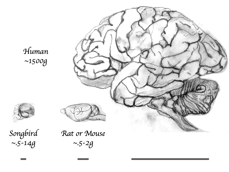 Brain Evolution Mystery: How Do Birds and Mammals Build Complex Brains ...